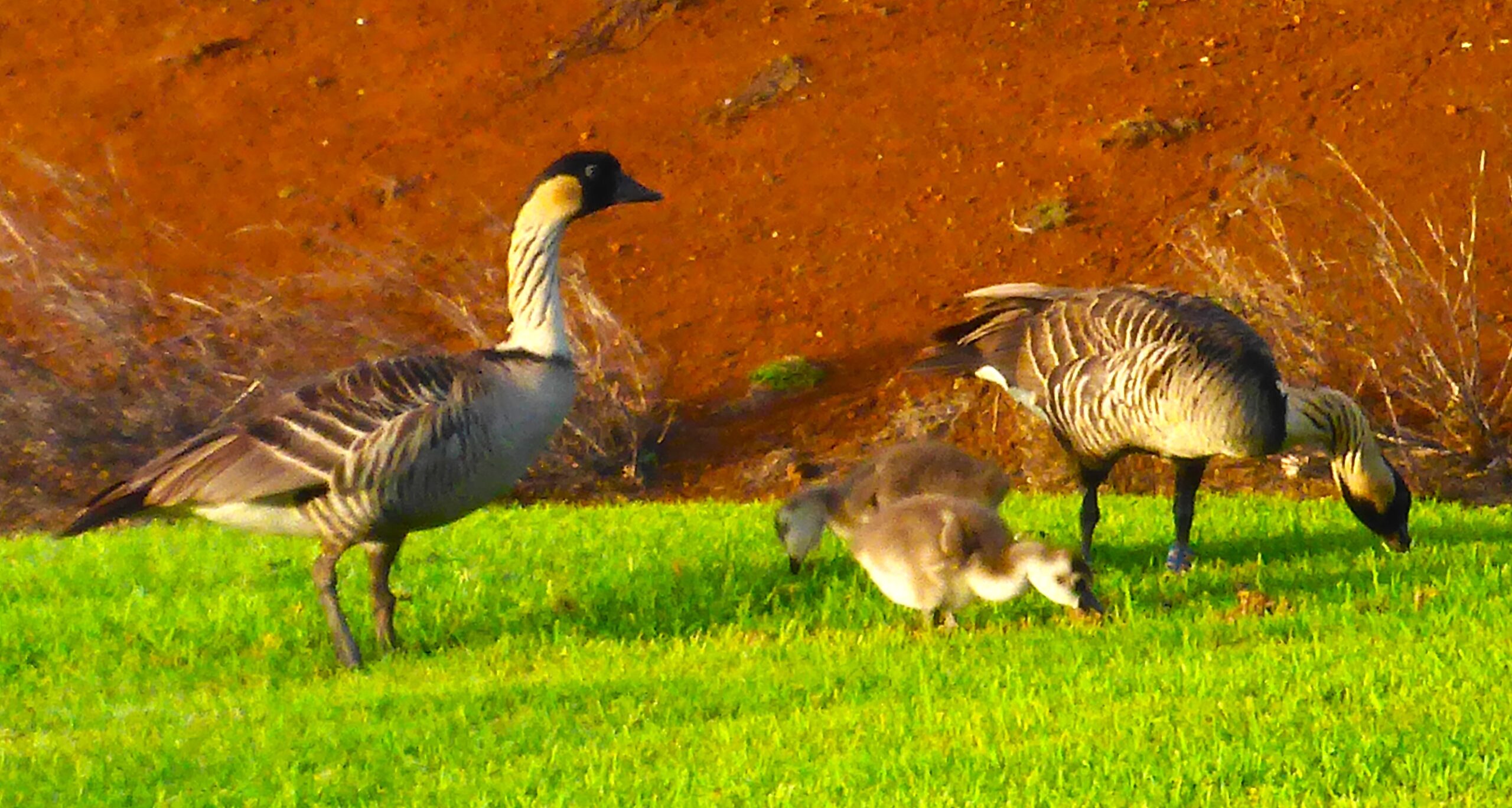 Audubon Christmas Bird Count (CBC) on Kauai's South Shore - Joan Boxall